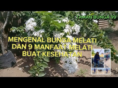 Manfaat Tanaman hias Melati Gambir dan Bagaimana Ciri Ciri Bunga Melati ...