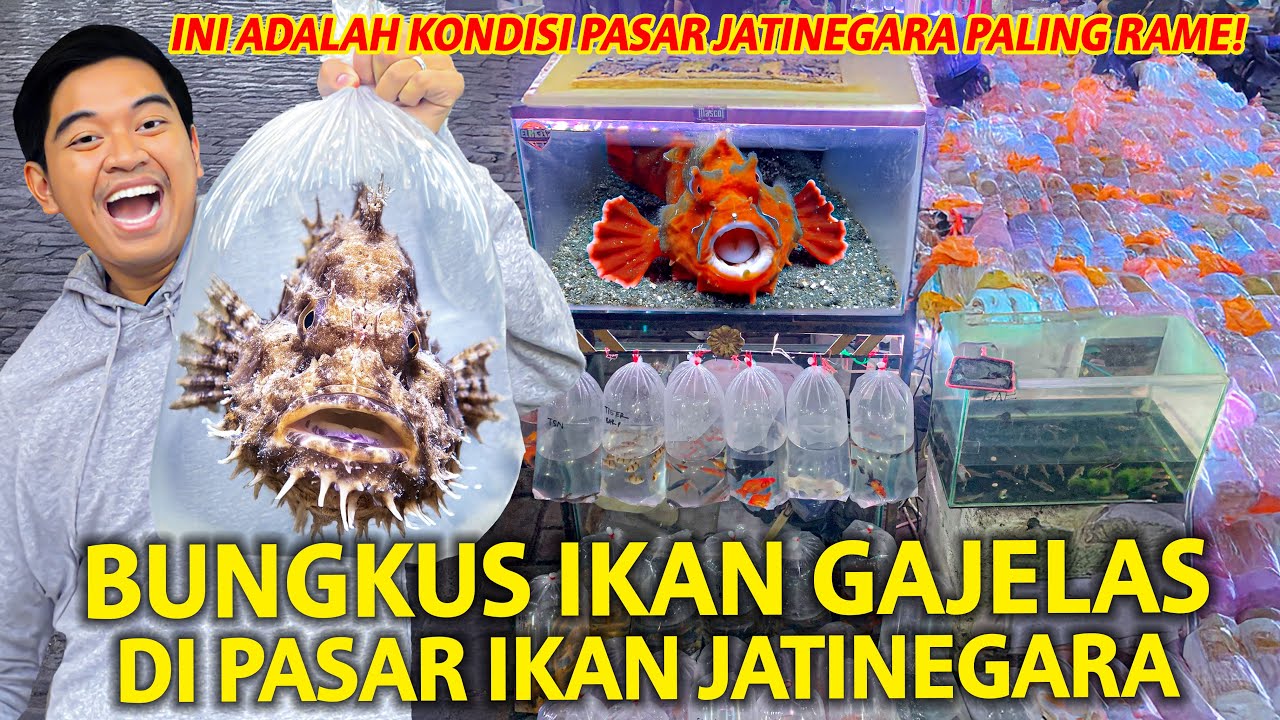 BUNGKUS IKAN PALING GAK JELAS DI PASAR IKAN JATINEGARA! KONDISI PALING ...