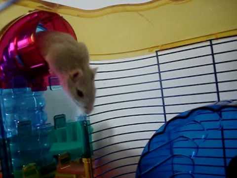 gerbil jump - YouTube