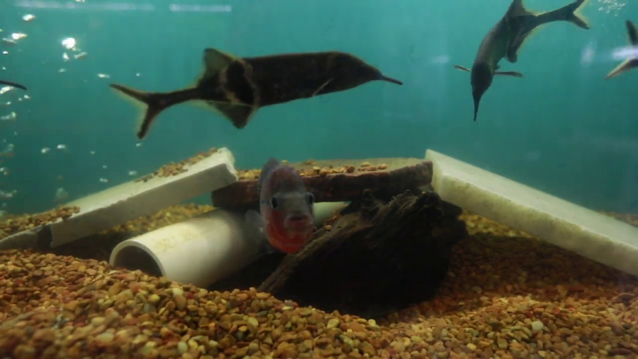 Tropical Fish Jungle Aquatics - YouTube