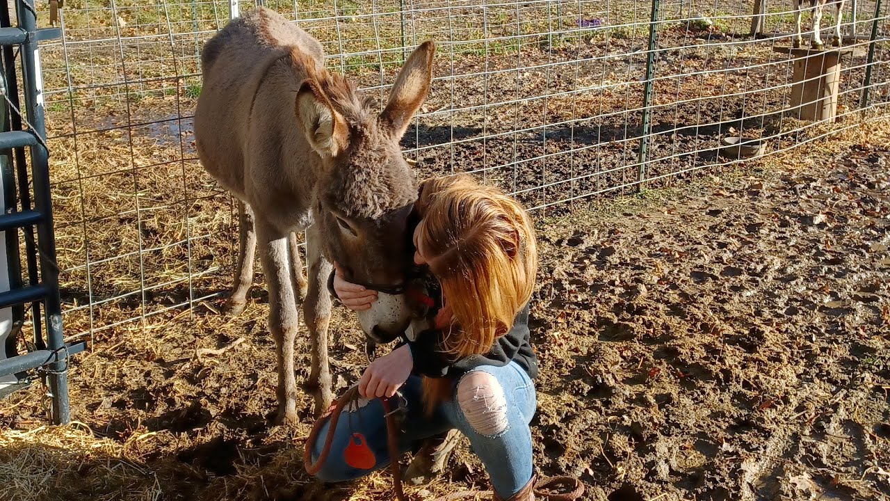 Meet Jill everyone, our new Wild Burro who is 2 Years old out next riding project - YouTube
