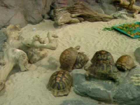 Turtle Love at the Bronx Zoo... Unrequited - YouTube