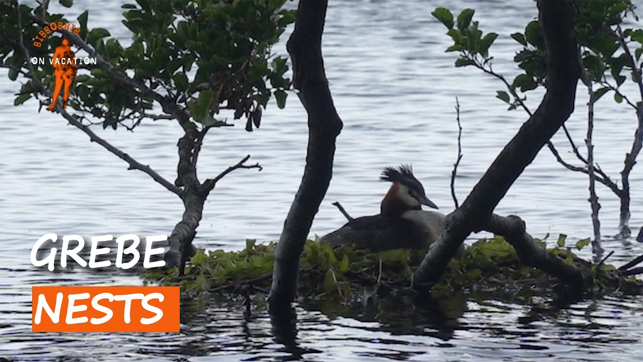 mother water bird on floating nest | great crested grebe on a nest ...
