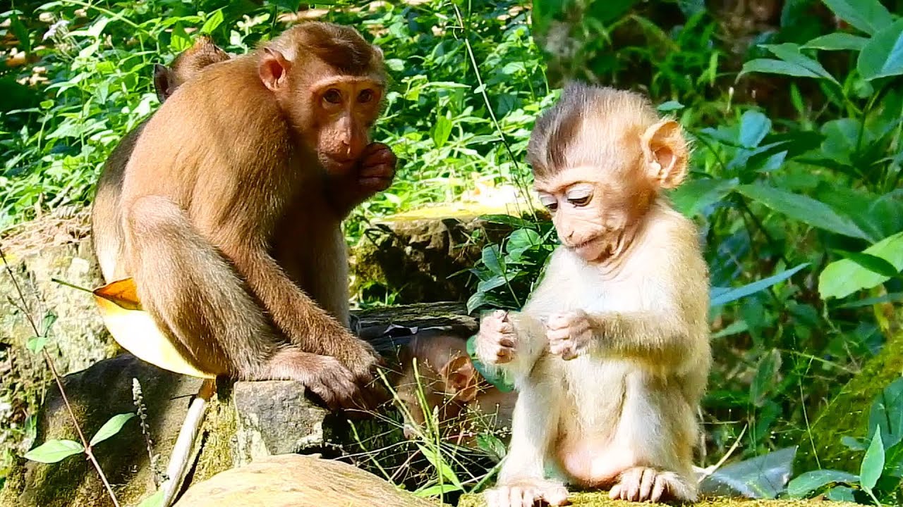 Liza monkey wanna to hug BB Rainbow full her heart but Liza s.ca.red ...