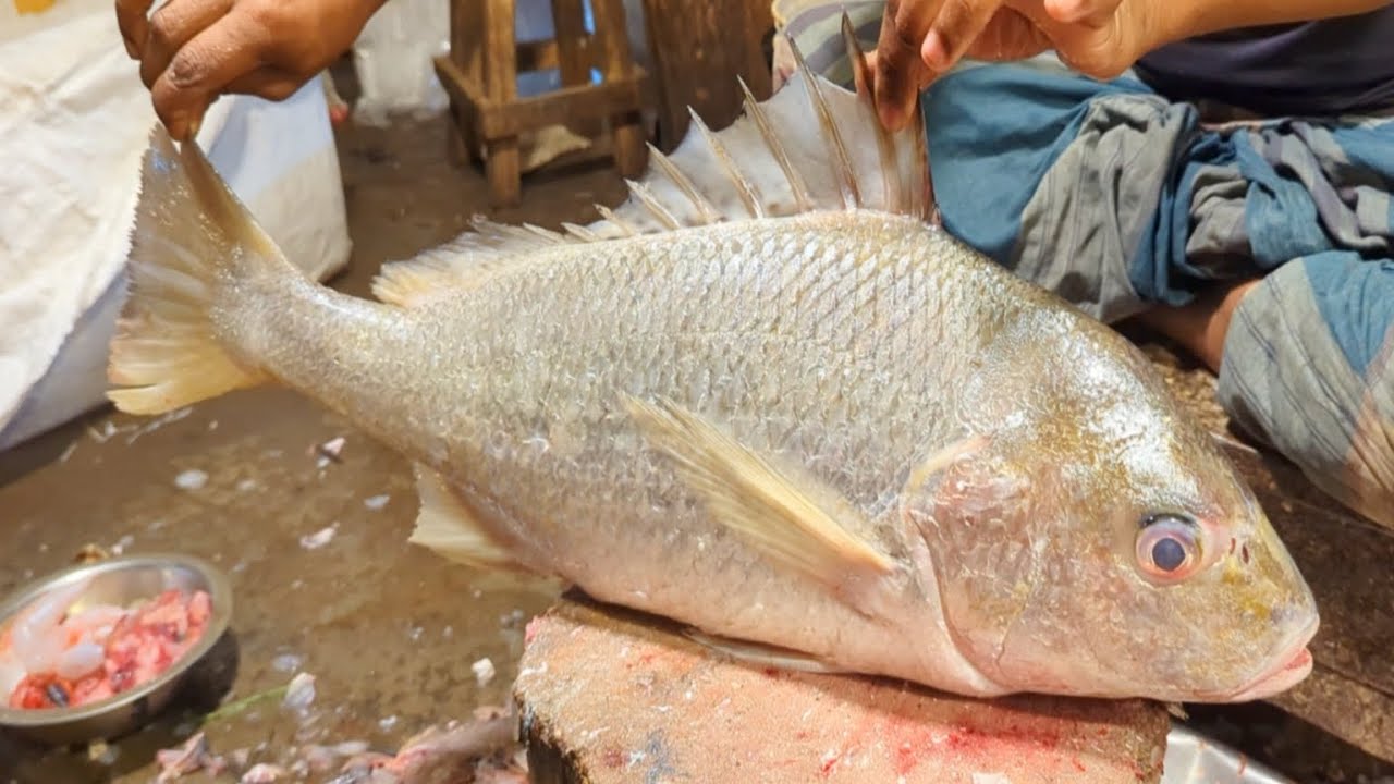 Amazing Giant Datina Koral Fish Cutting Skills In Bangladesh Local Fish ...