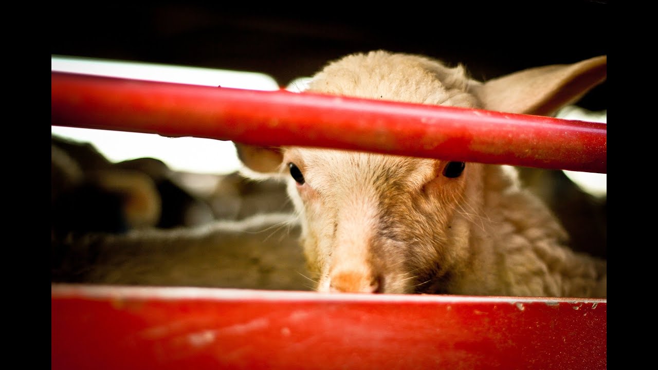 The short life of lambs | Animal Equality Undercover Investigation ...
