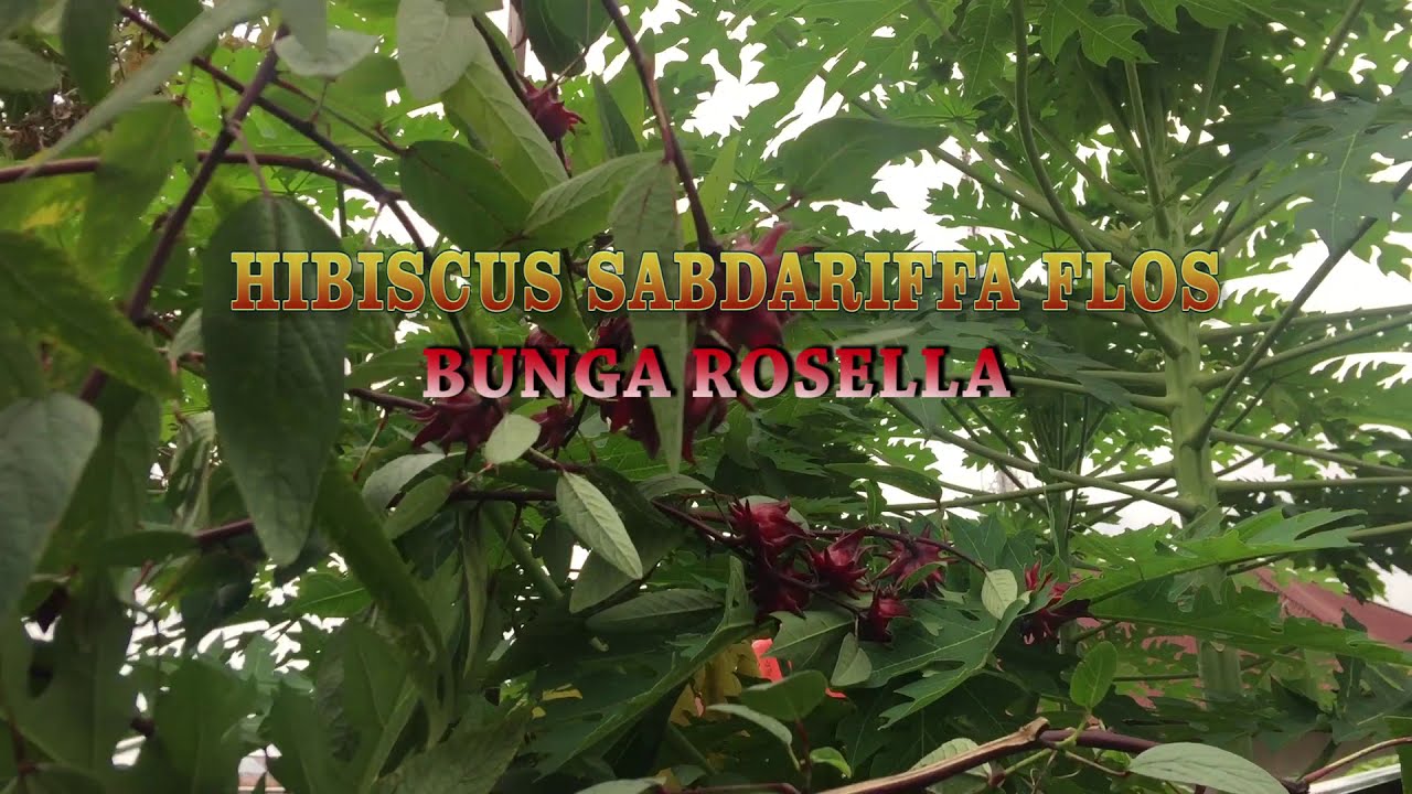 CARA PANEN BUNGA ROSELLA UNTUK DIJADIKAN SIMPLISIA - YouTube