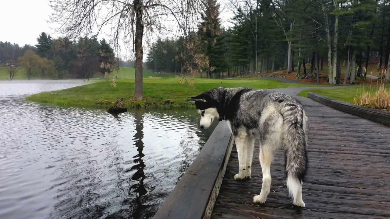 Walking Siberian Husky Dog Off Leash in the Rain - YouTube