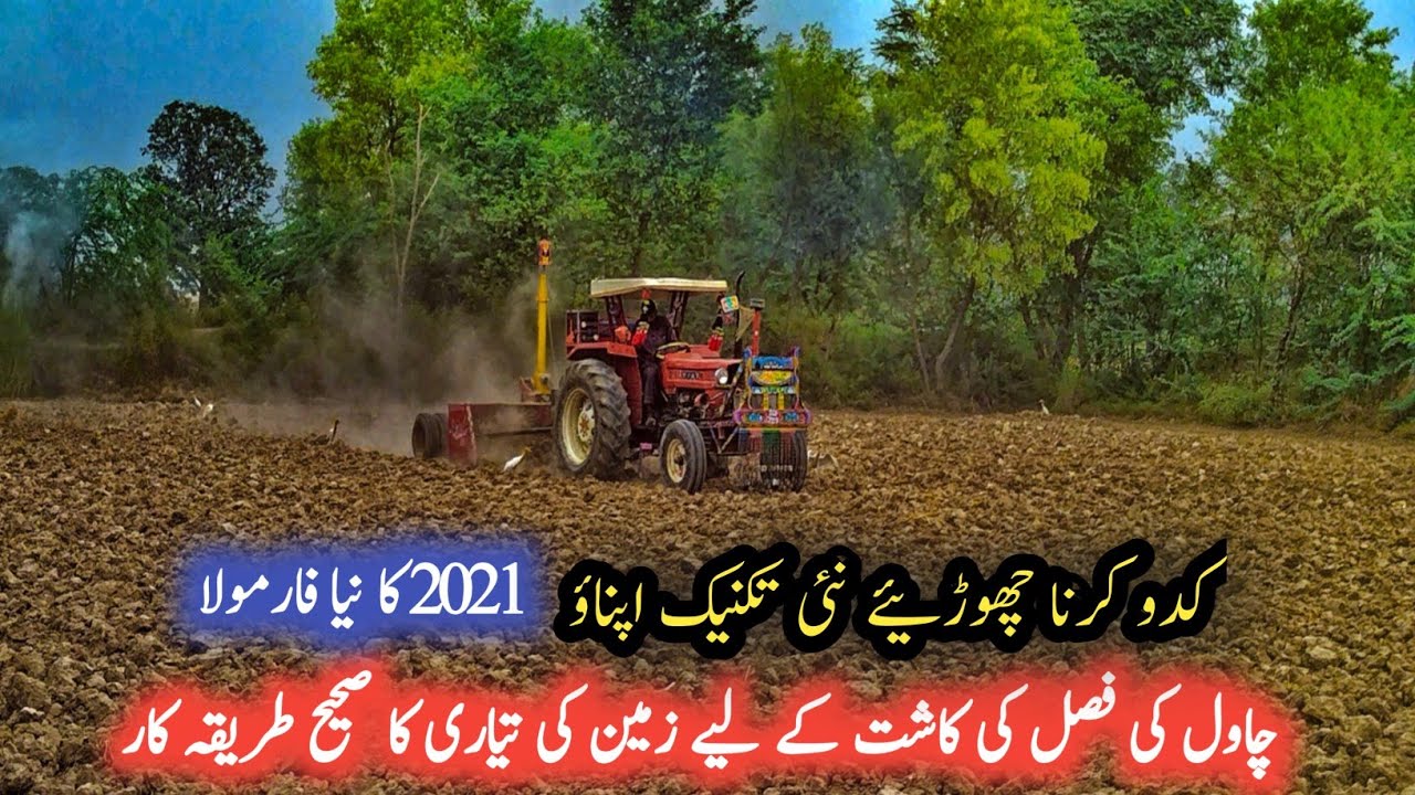 Cultivation Of Rice Crop In Pakistan | Chawal ki Kasht | Rice Farming ...