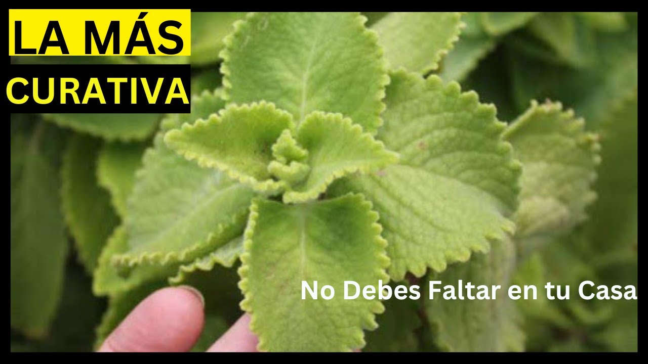 CON ESTA PLANTA HASTA UN PACIENTE MORIBUNDO SE LEVANTA DE LA CAMA 🛏 ...