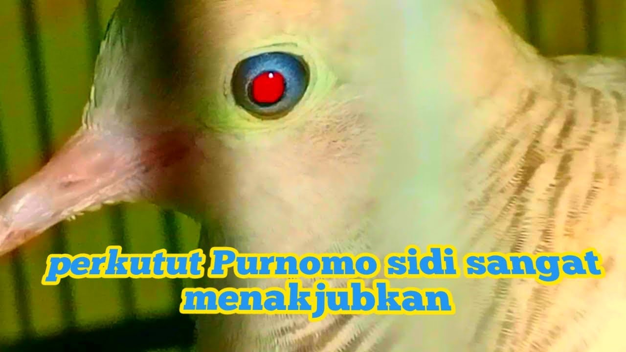 Perkutut Purnomo sidi silver .juga lokal dan bangkok - YouTube