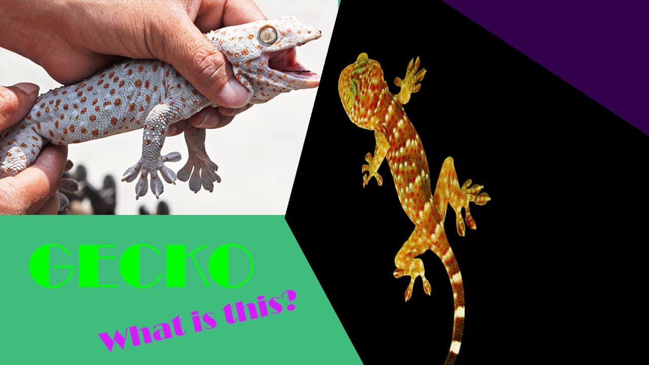 Gecko- NATURE Videos. Did you know? 🥰 - YouTube