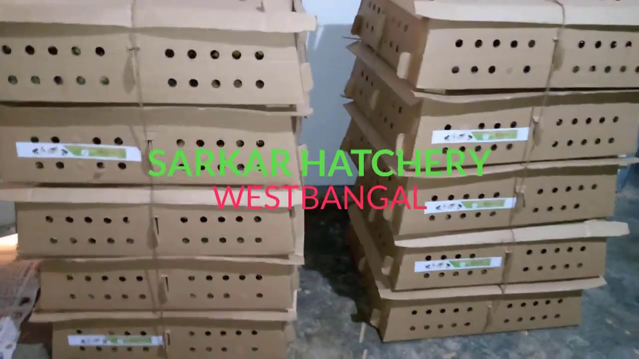 Sonali hen/chicks farming/HATCHER in west bengal 8641992946 - YouTube