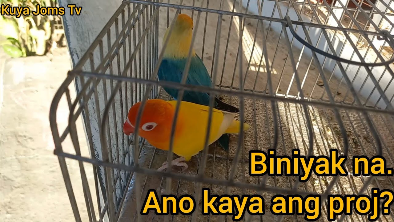 ep#:20 biniyak na. ano kayang project? sabay mag gender ng african ...