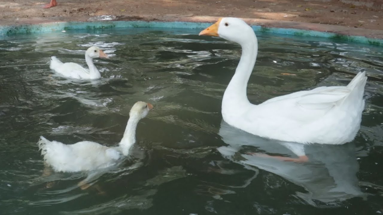 Geese taking bath at Planet Earth Aquarium Mysore - YouTube