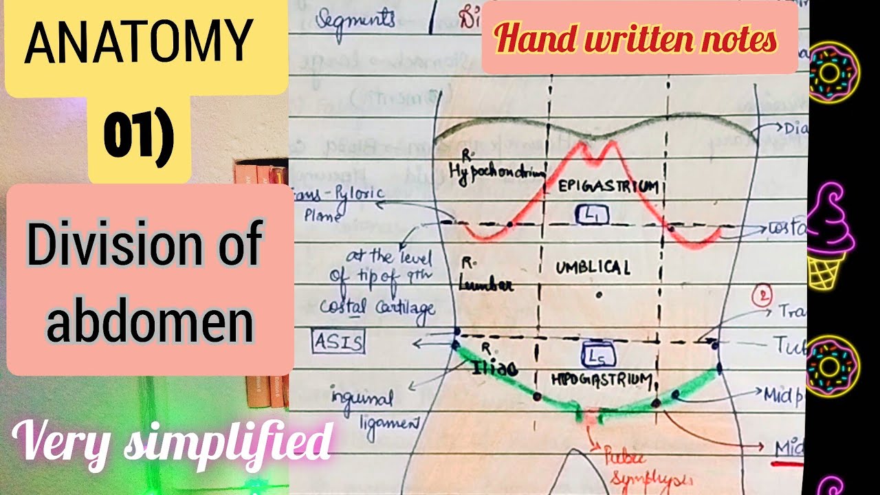 ABDOMEN 01: 9 Division of Abdominal region, hand made notes anatomy ...