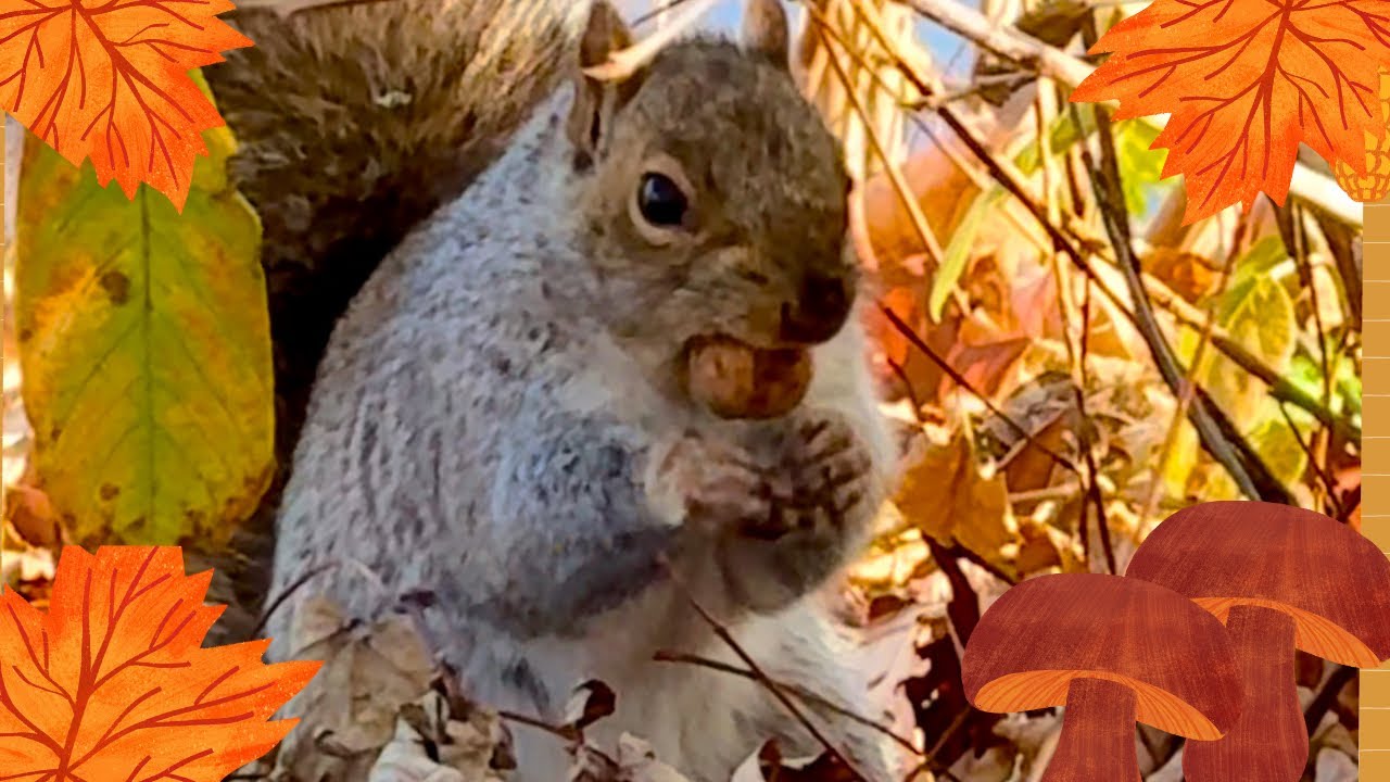 Squirrel hide nuts with dead leaves - YouTube