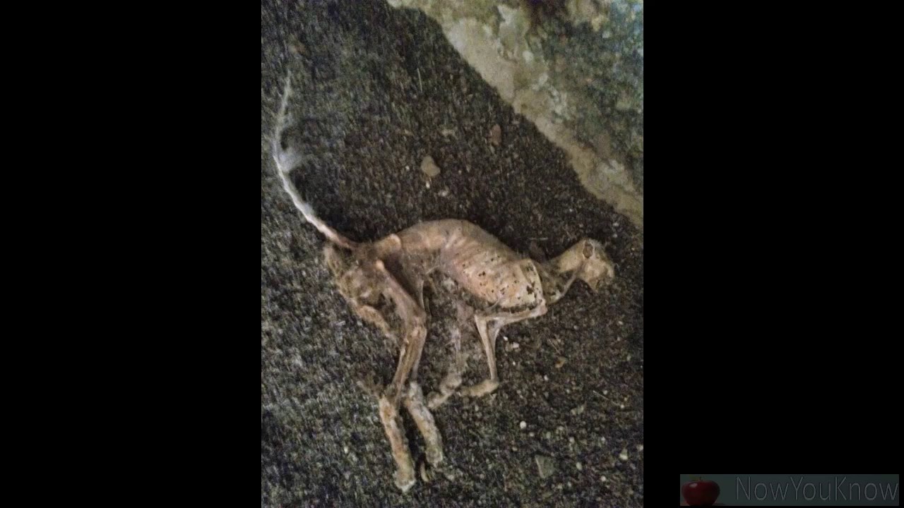 Arizona Man Releases Pictures of Chupacabra - YouTube
