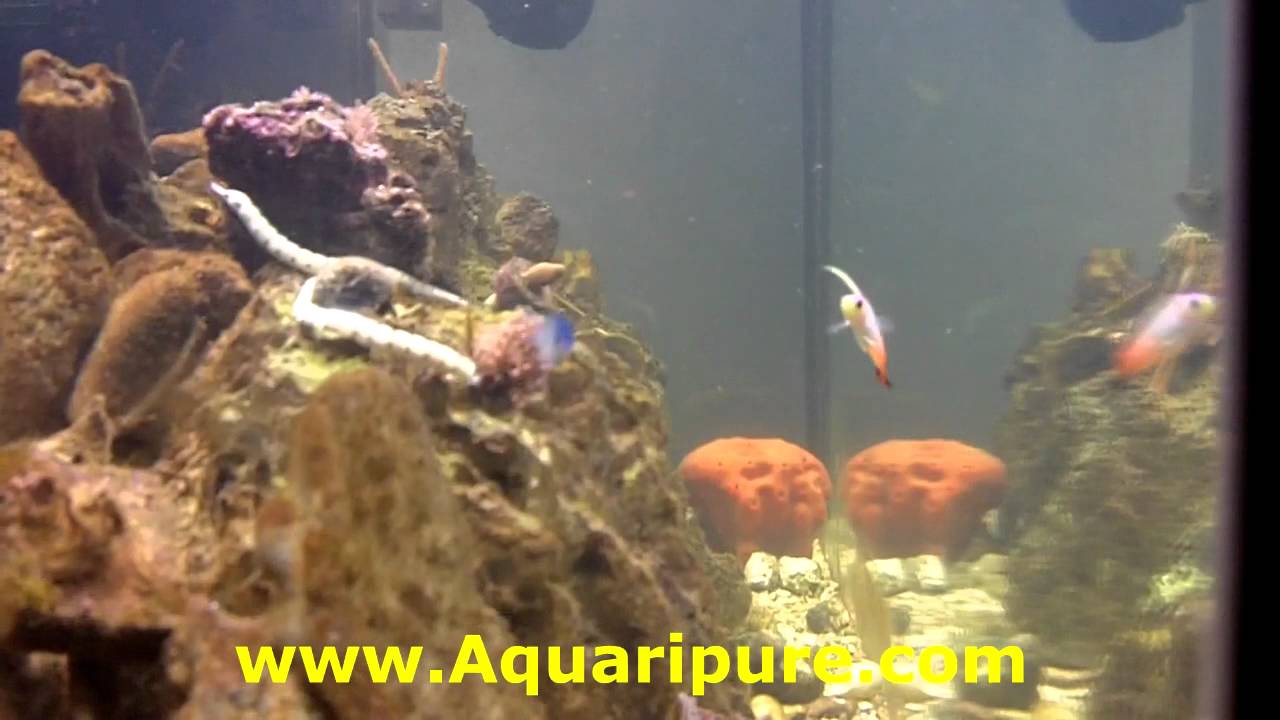 Aquariums, Fish, Microfauna, and Aquaripure - YouTube