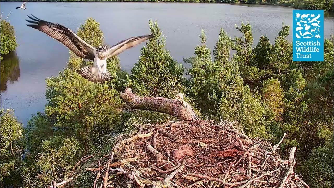 Young Male Osprey Launches Series of Attacks - (Loch of the Lowes Webcam 2023) - YouTube