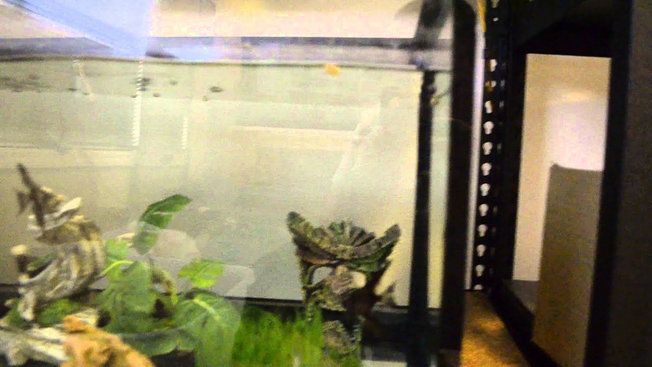 Betta Fish Room 20140611 - YouTube