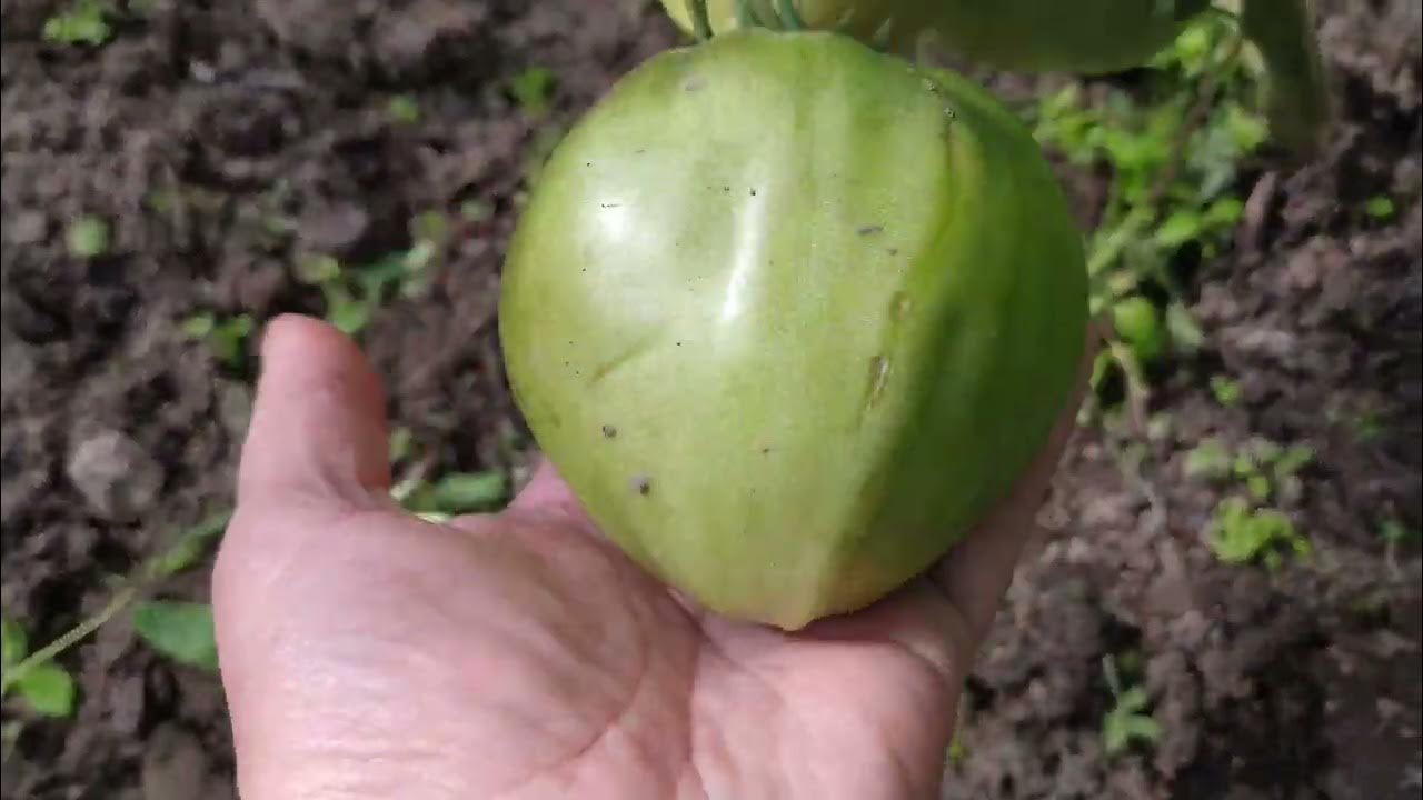 Сердце буйвола. 03.07.22 - YouTube