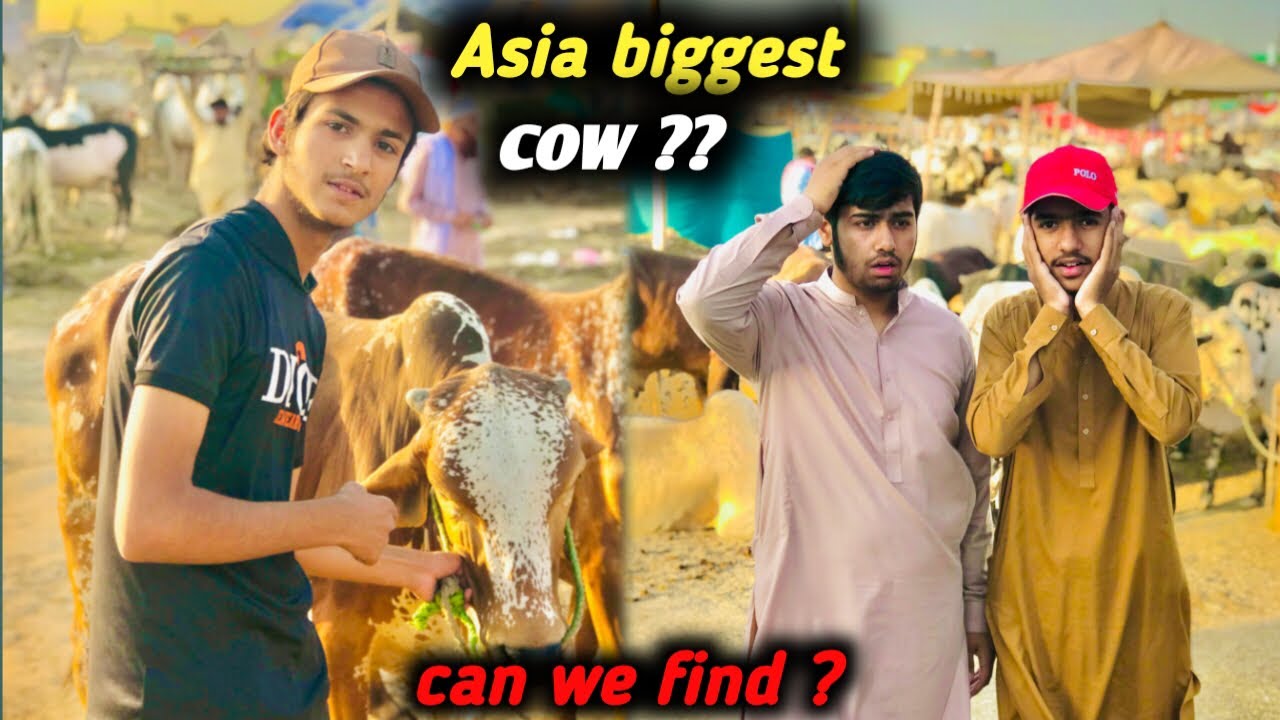 Asia biggest cow 🐮 in bhatta mandi | can we find ? | Fadi Squad - YouTube