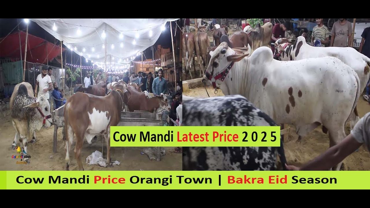 Cow Mandi Price Orangi Town | Bakra Eid Season 2025 | Cow Mandi 2025 ...