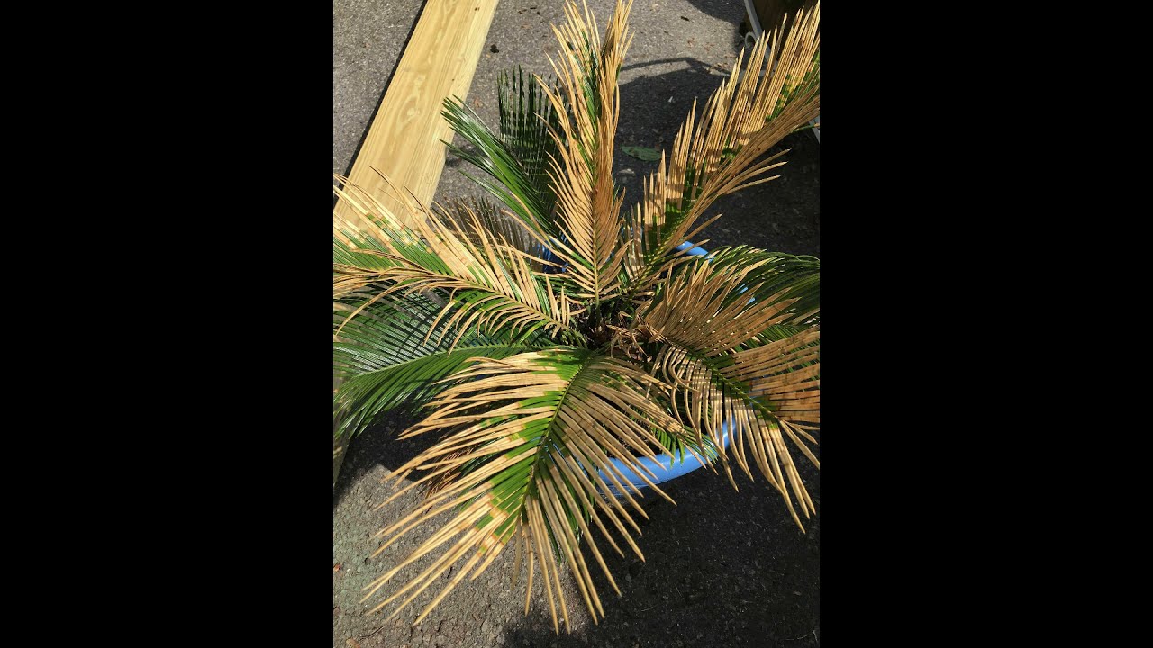 Why Is My Sago Palm Turning Yellow How To Treat By Removing It YouTube why-is-my-sago-palm-turning-yellow-how-to-treat-by-removing-it-youtube