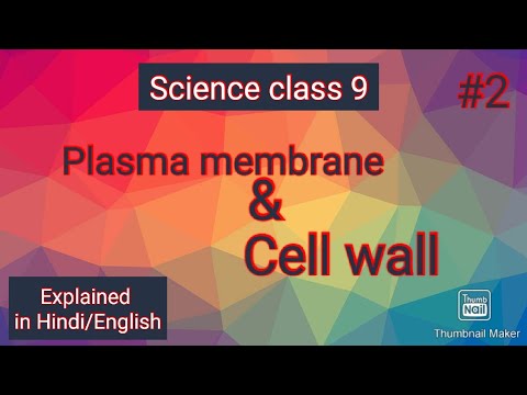 Plasma membrane and cell wall its function (ch-5,class-IX,Part-2) NCERT ...