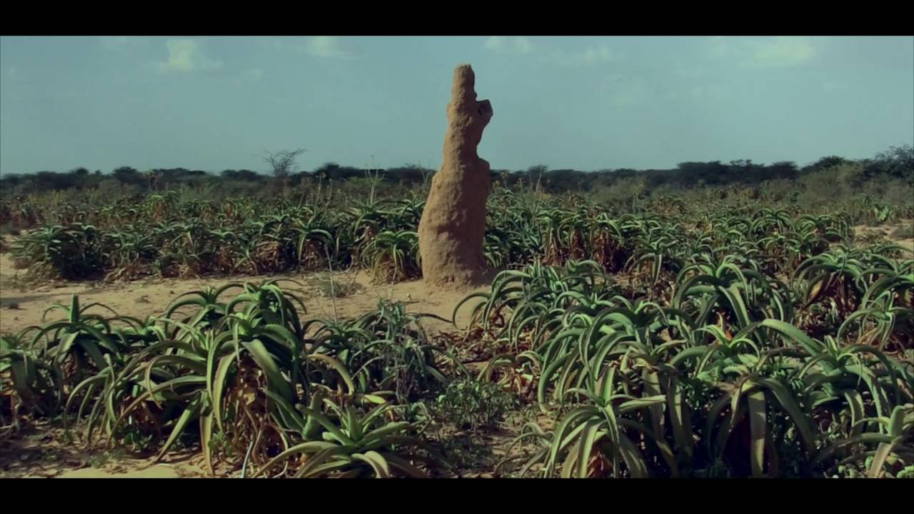 Somali Short Film:Jaamac Baadiye Qeybtii sadexaad HD - YouTube