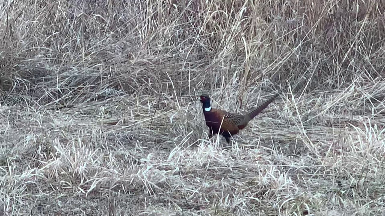Pheasant calling - YouTube