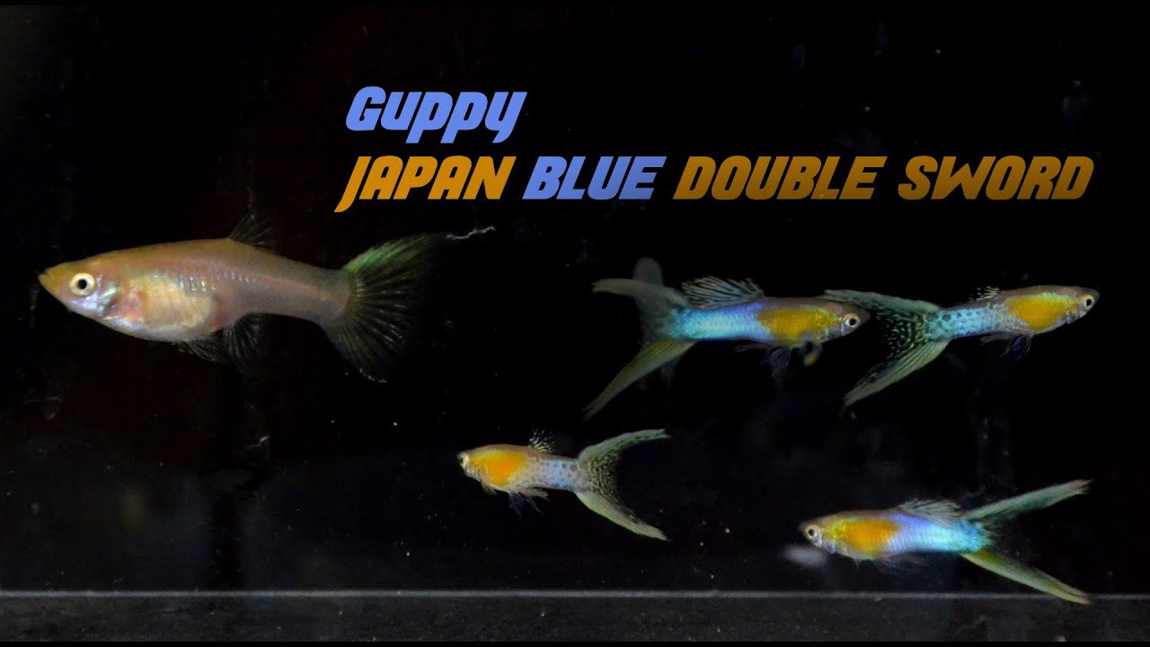 Guppy Japan Blue Double Sword DS - YouTube