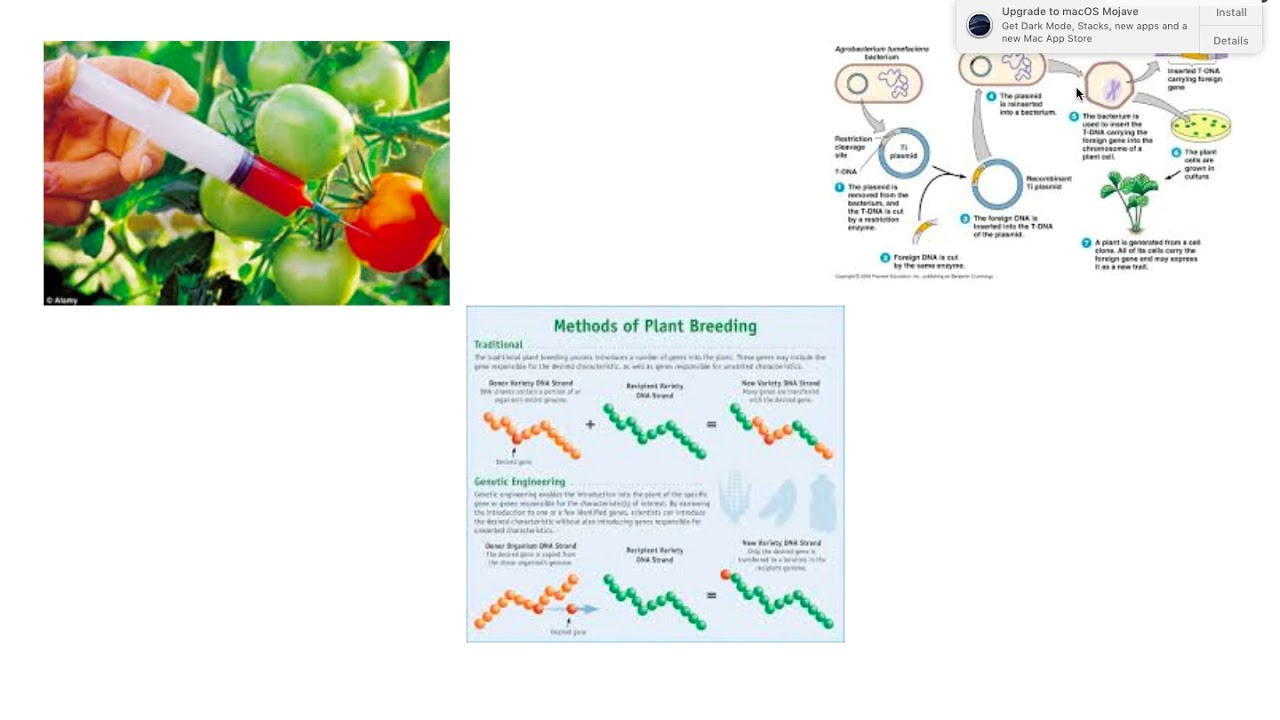 GMOs presentation - YouTube