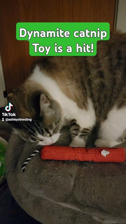 Asian playing with catnip toy #dynamite #cat #catnip #catshorts #foryou #cutecat #catsoftiktok # ...