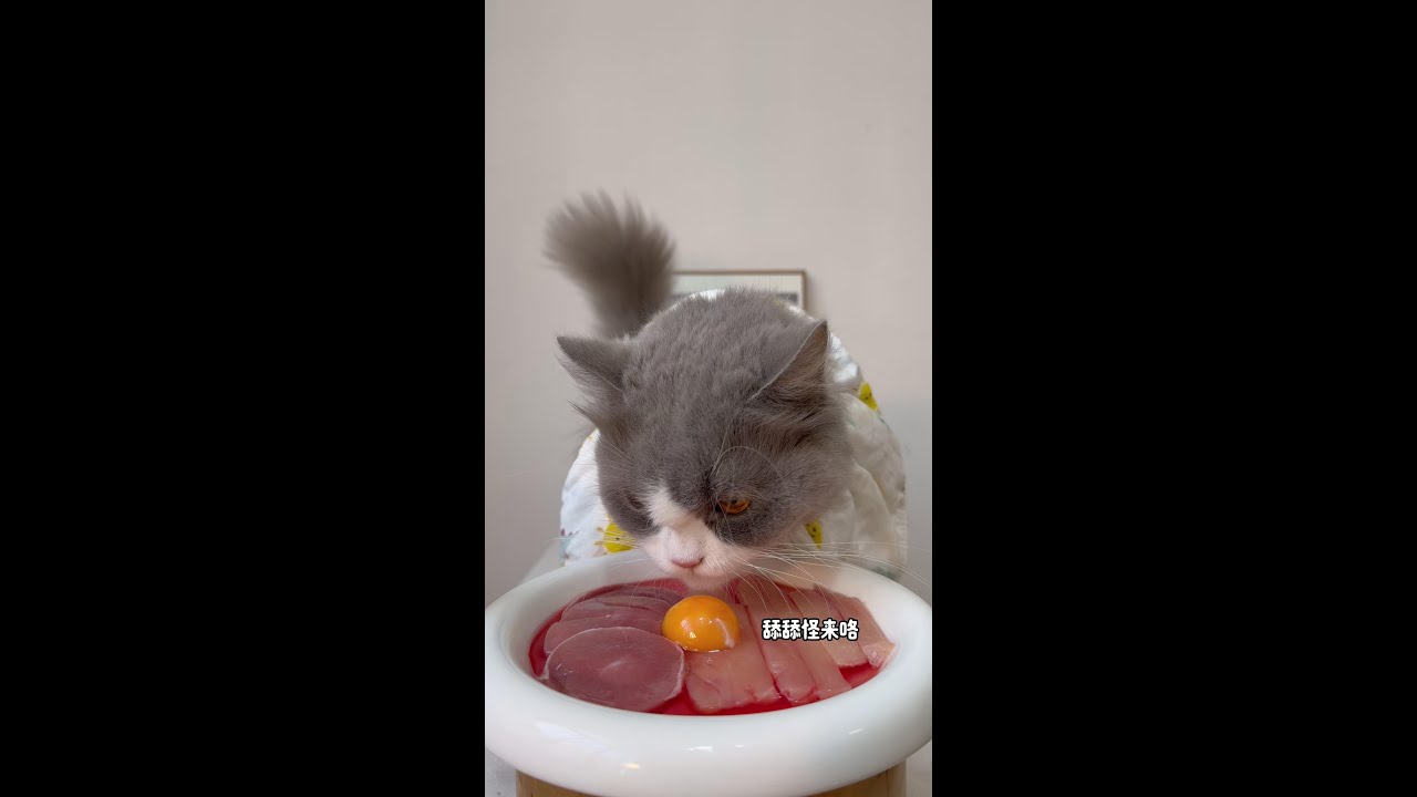 The licking monster appears #cat #cat raw meat #cat eating broadcast # ...