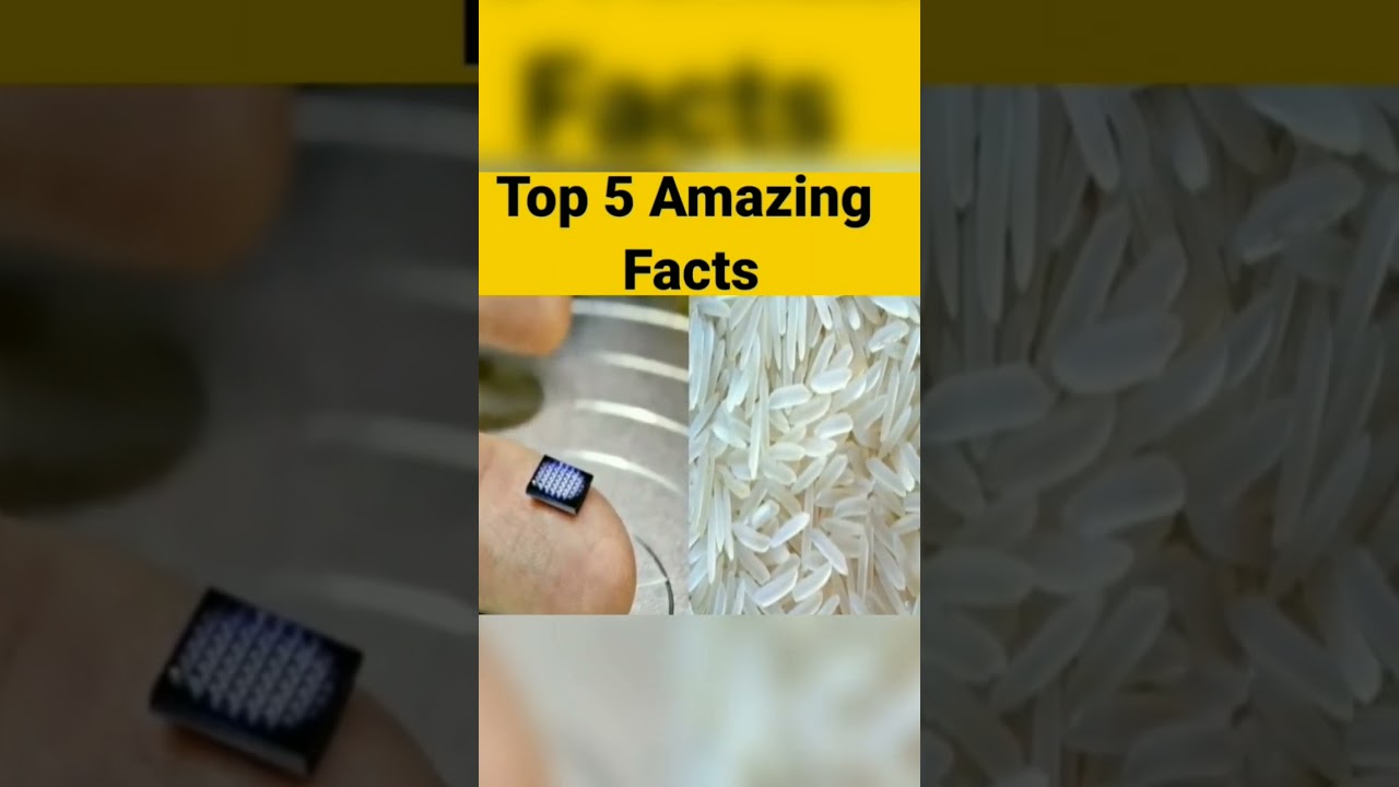 Top 5 Interesting Facts - YouTube