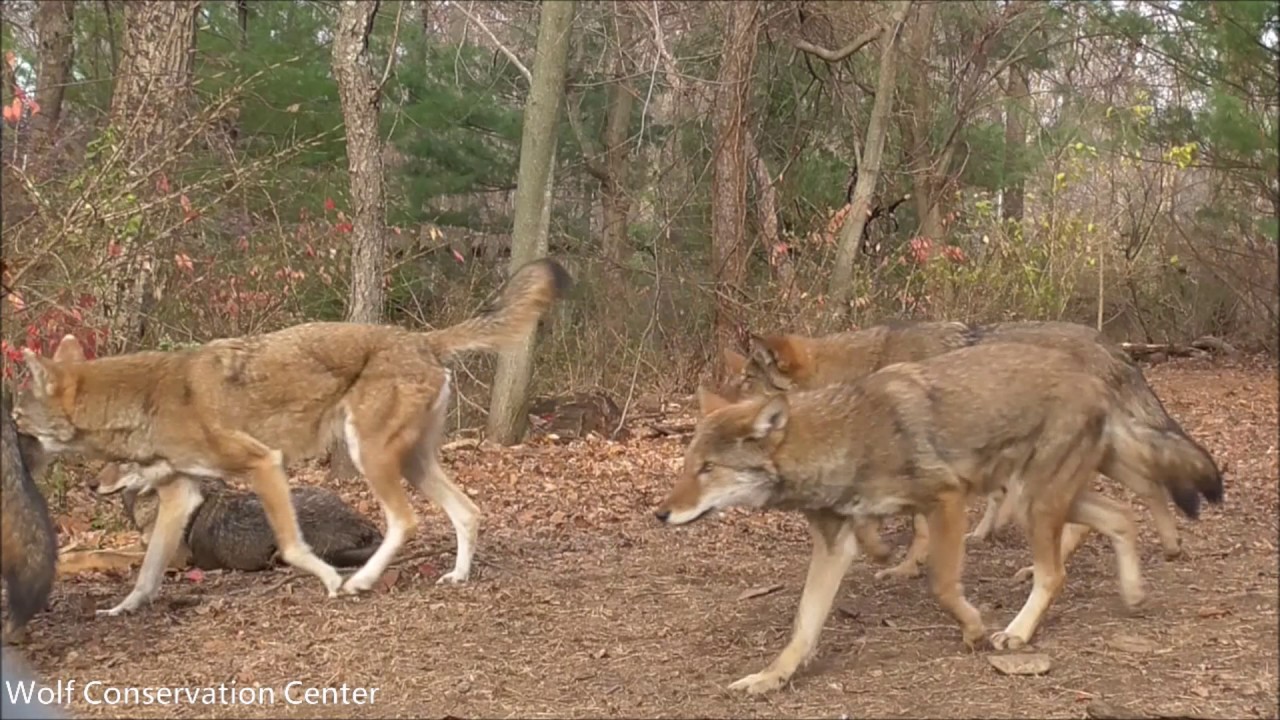 A March for Science is a March for Wolves - YouTube