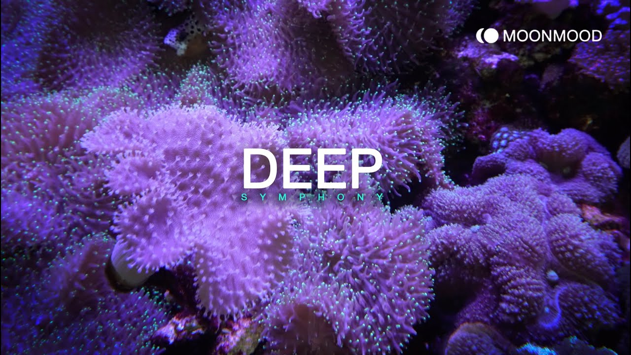 Deep Relaxation. Underwater Stress Relief. Background video and music ...