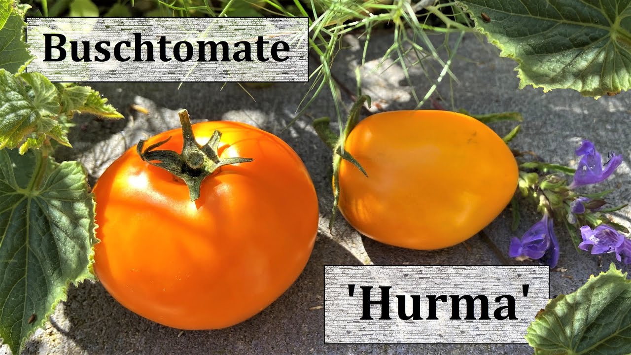 Buschtomate 'Hurma' (Kaki) - Fleischtomate für Garten & Balkon! Eine ...