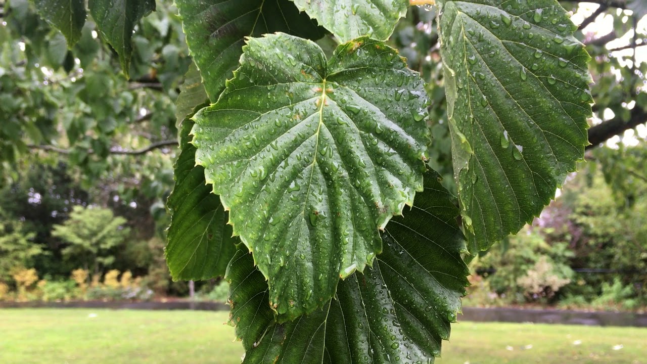 Handkerchief tree - leaf close up - September 2018 - YouTube