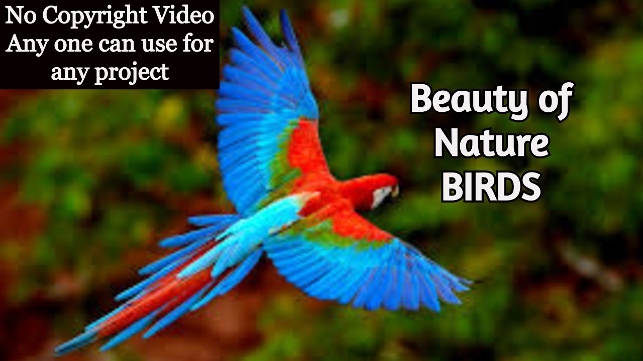 Birds - Royalty Free - No Copyright Video - Free Stock Video - Free ...