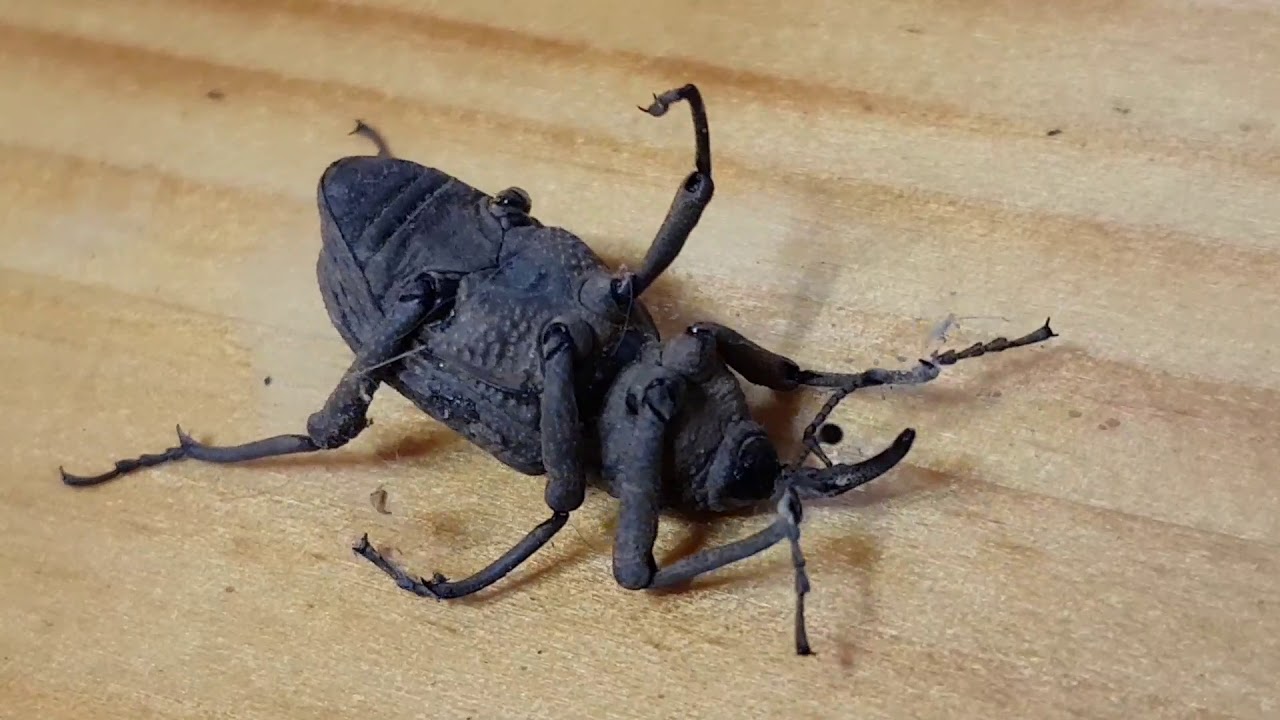 곤충 이야기. 바구미 곤충 탐구 An insect story. Exploring a basket of insects. - YouTube