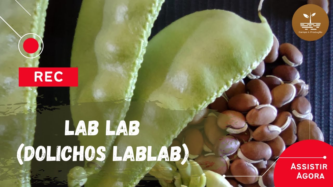 ADUBAÇÃO VERDE | Características do Lab Lab (Dolichos lablab)! - YouTube