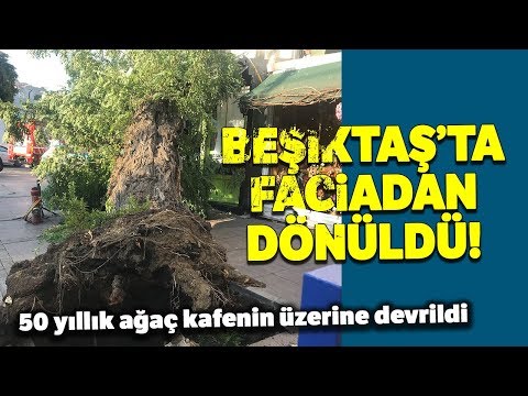 Beşiktaş’ta Devrilen Ağaç Yürekleri Ağza Getirdi