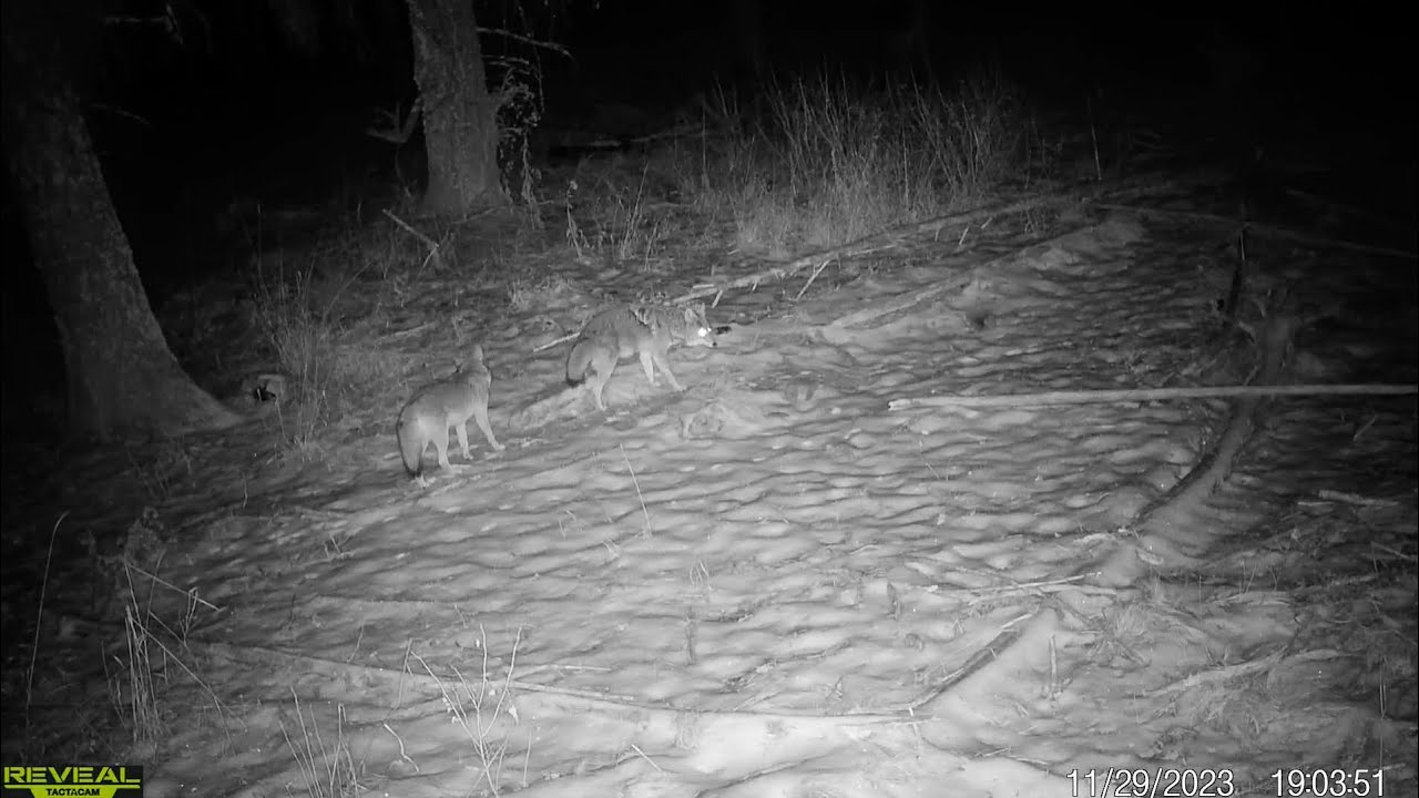 A Bobcat And Several Coyotes At Night | Cellular Trail Camera Video ...