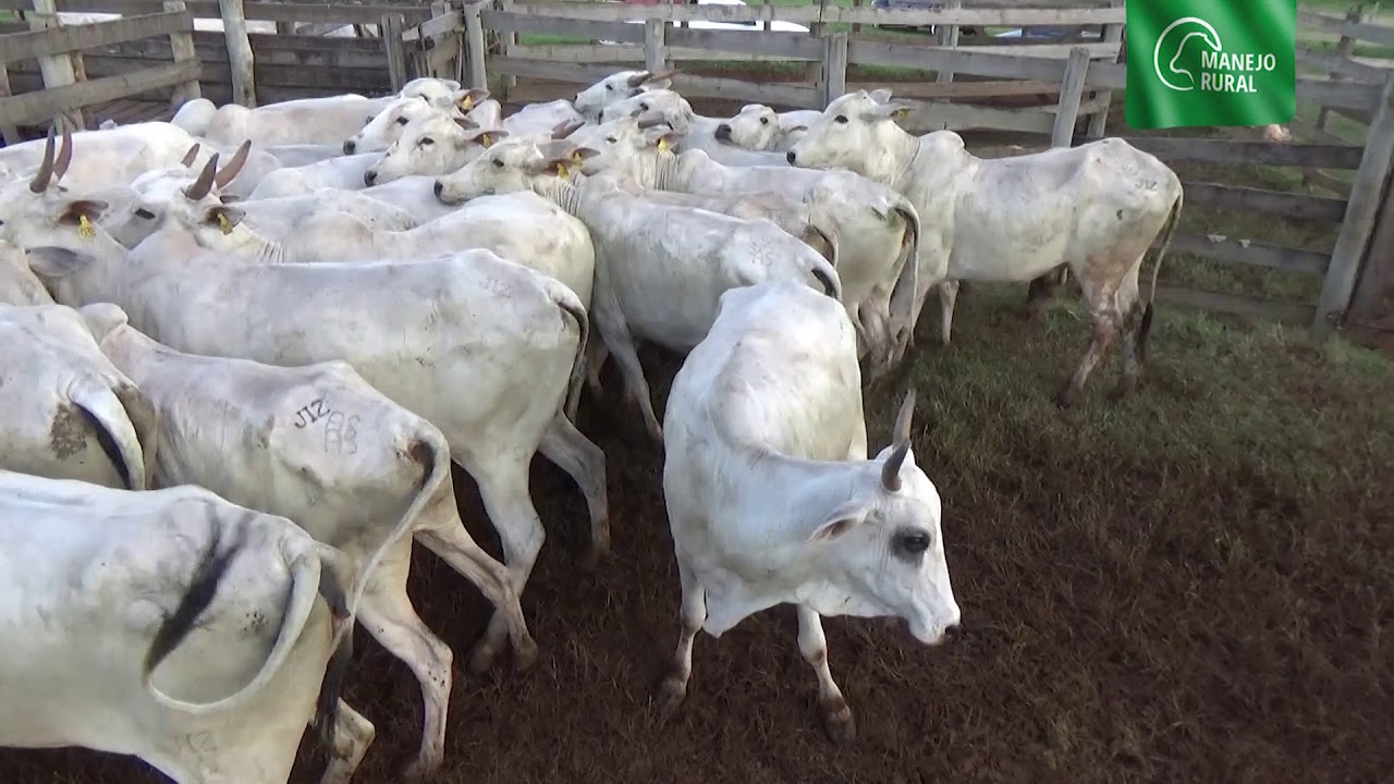 30 VACA PARIDA DE CRIADOR (CÓD.01240320) - YouTube