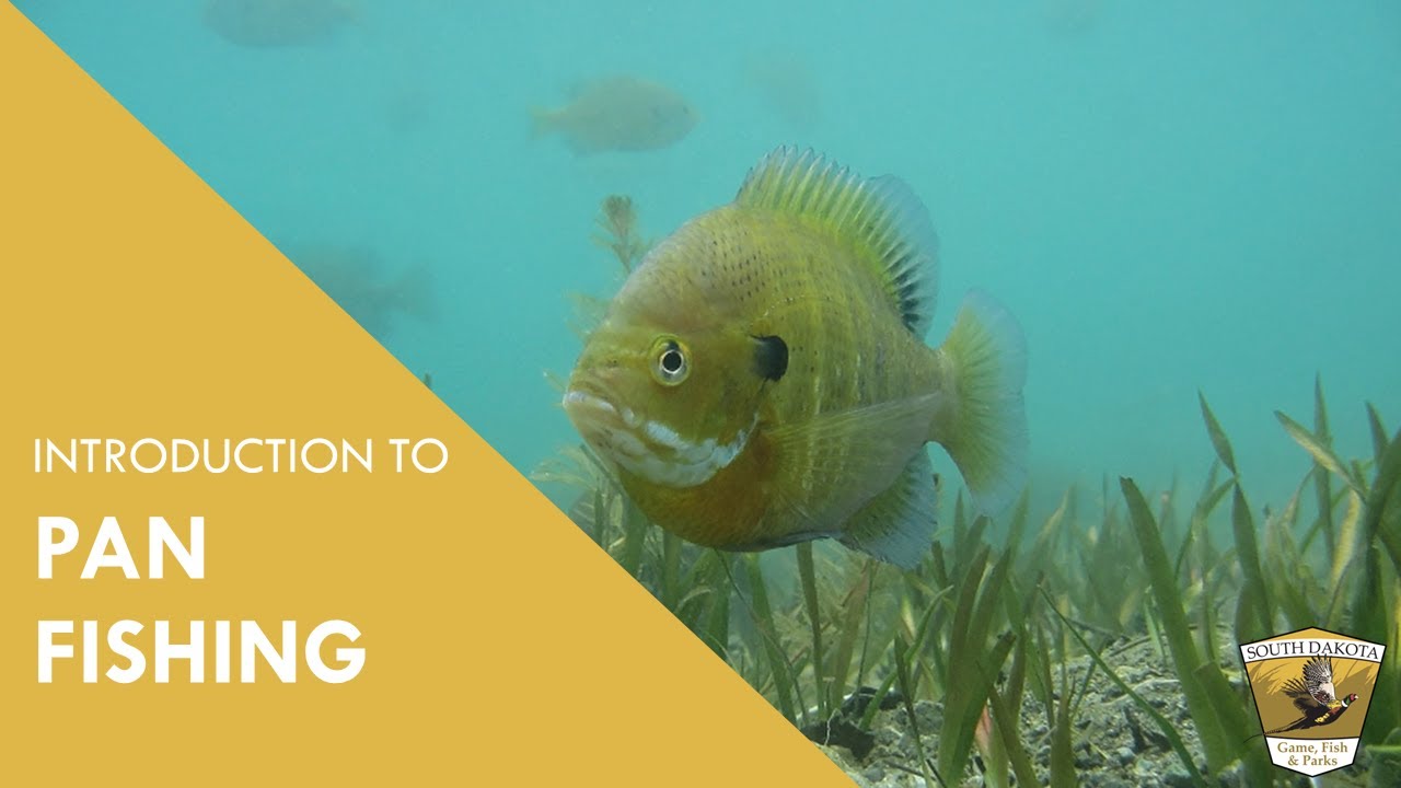 Introduction to Pan Fishing - YouTube