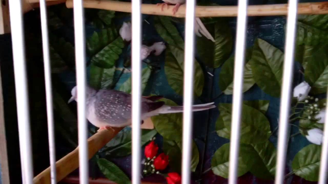 My aviary diamond doves - YouTube