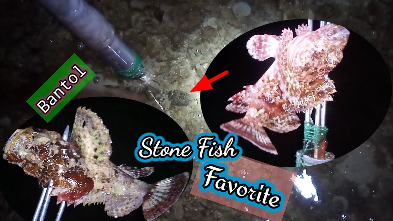 Sarap ng Bantol [ Stone Fish!🔥 #StoneFishFishing #mangilaw - YouTube